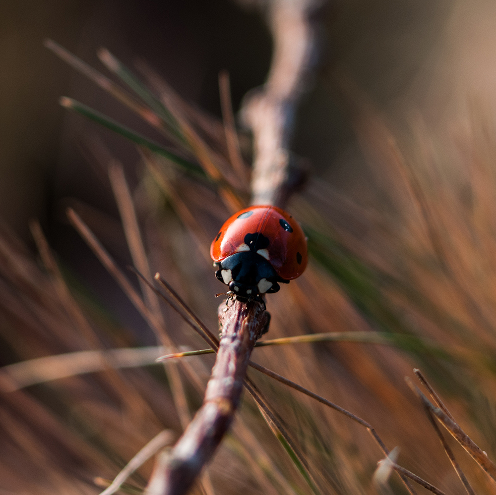 Macro Photography Must-Haves for Beginners | CameraPro Australia